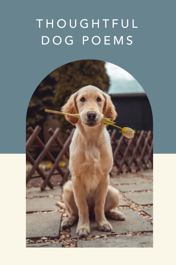 39+ Thoughtful Dog Poems - Aestheticpoems