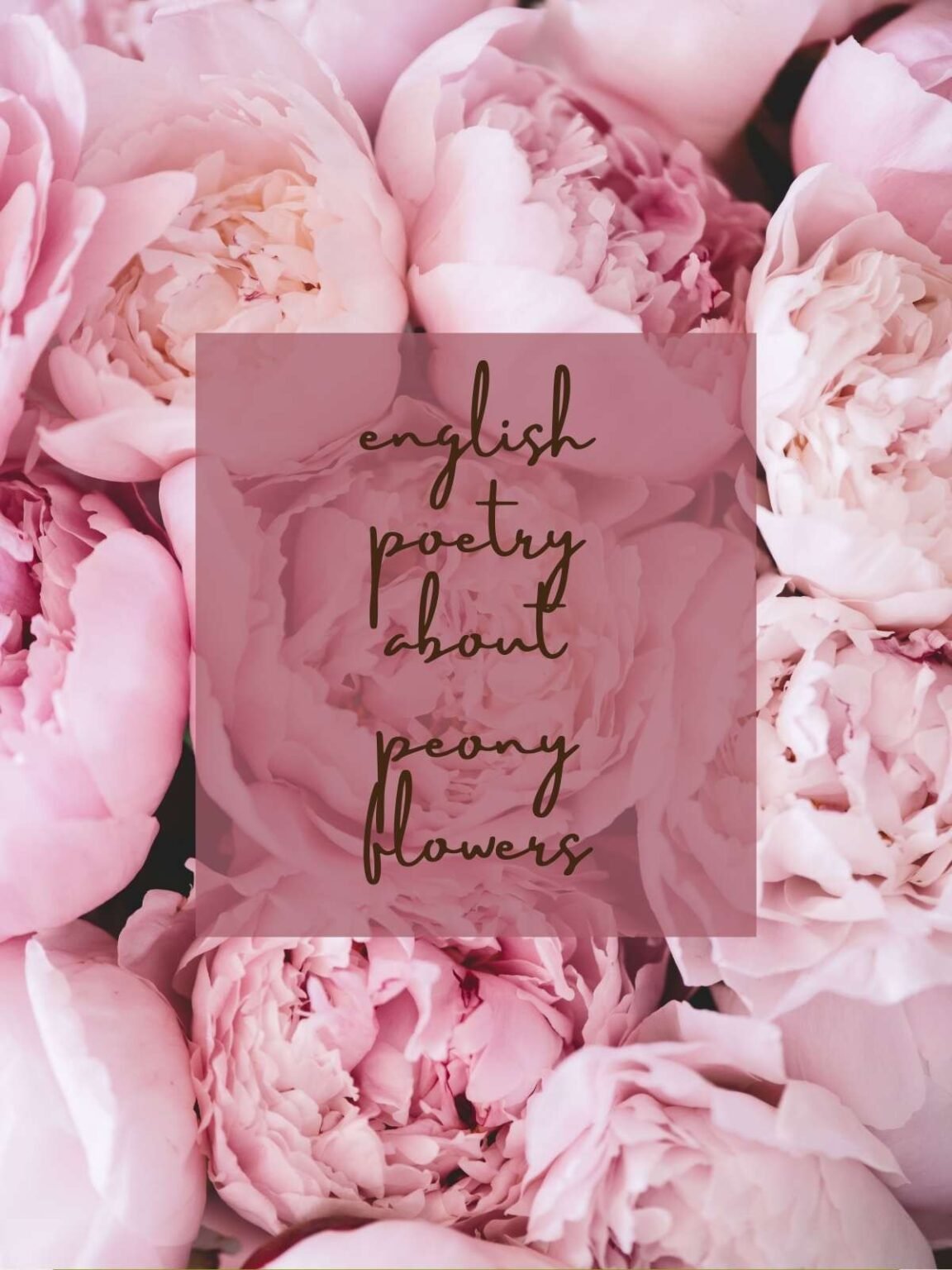 17 Delightful Peony Poems - Aestheticpoems