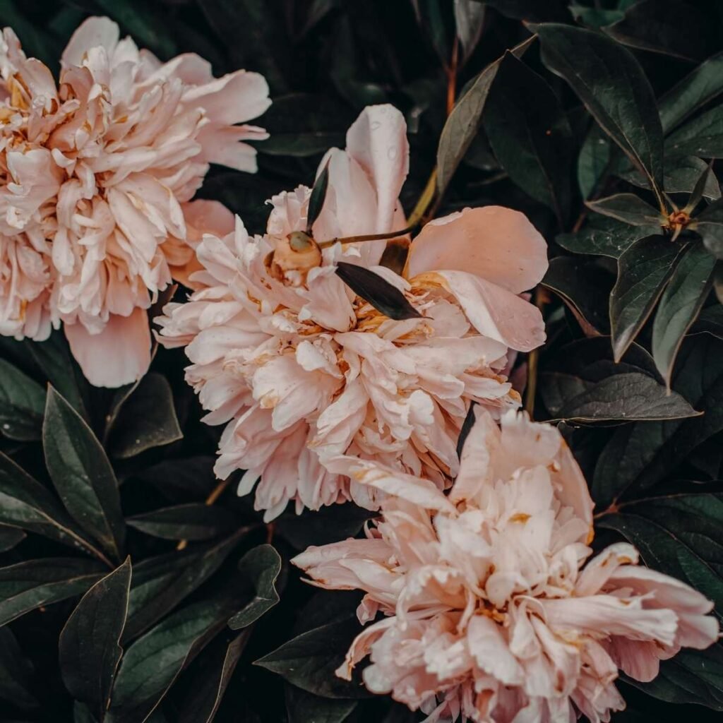 17 Delightful Peony Poems - Aestheticpoems