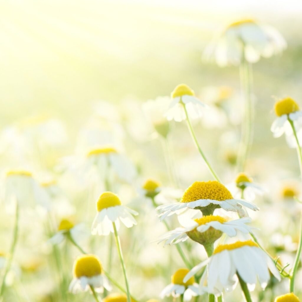 13 Beautiful Daisy Poems - Aestheticpoems