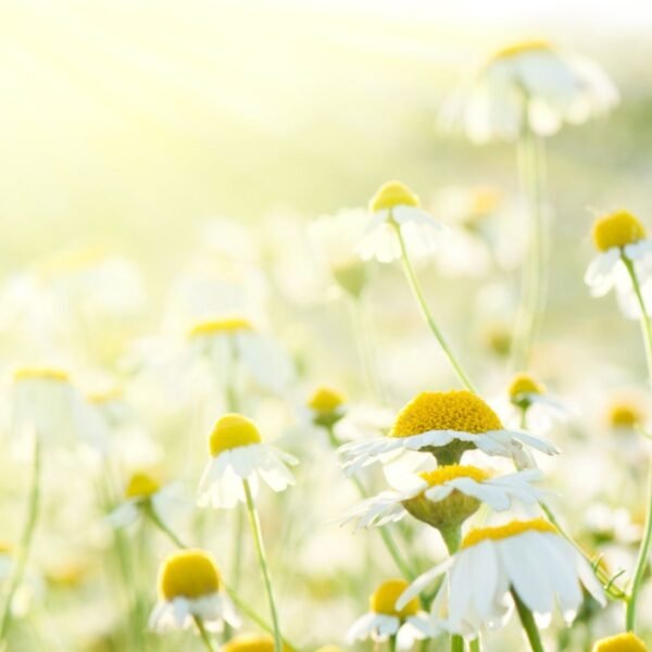 13 Beautiful Daisy Poems - Aestheticpoems