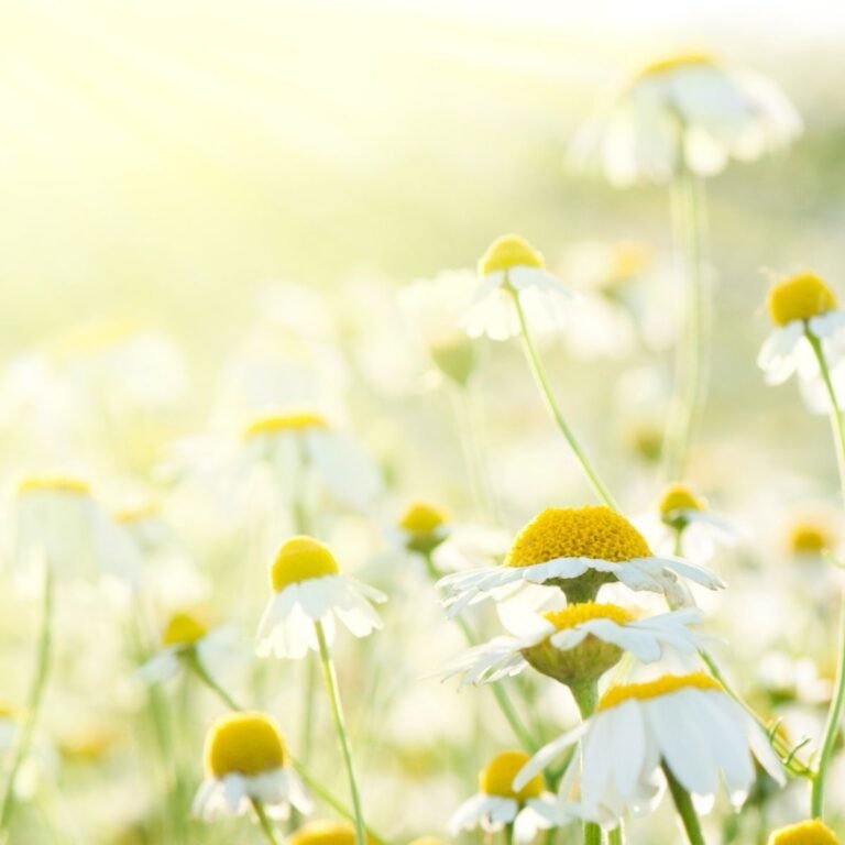 13 Beautiful Daisy Poems - Aestheticpoems