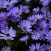 17+ Famous Purple Poems - Aestheticpoems