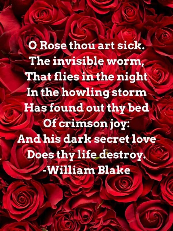 23 Red Poem Inspiration with Color & Roses - Aestheticpoems