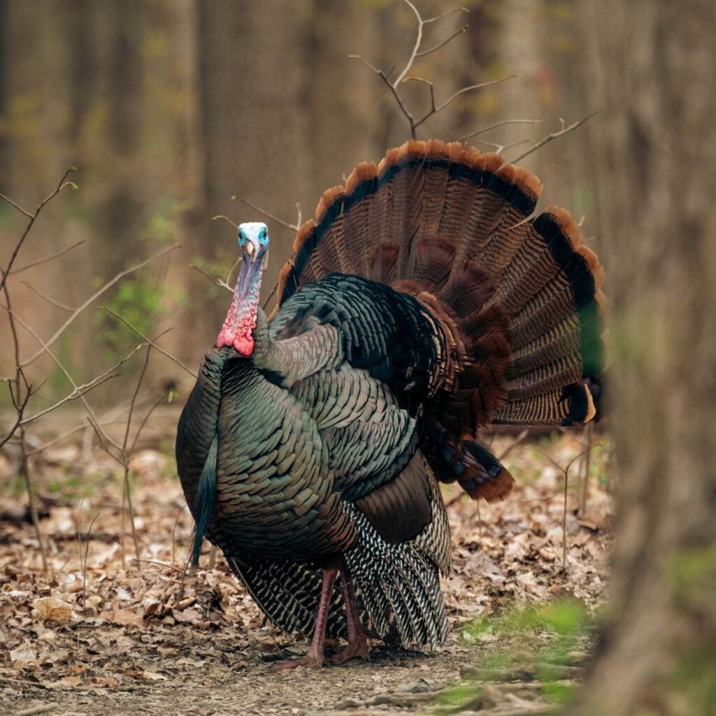 21 Funny Turkey Poem Ideas To Share On Turkey Day - Aestheticpoems