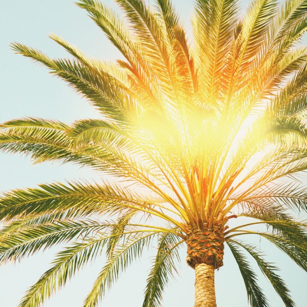 Sunshine Poem Inspiration: 29 Bright Selections - Aestheticpoems