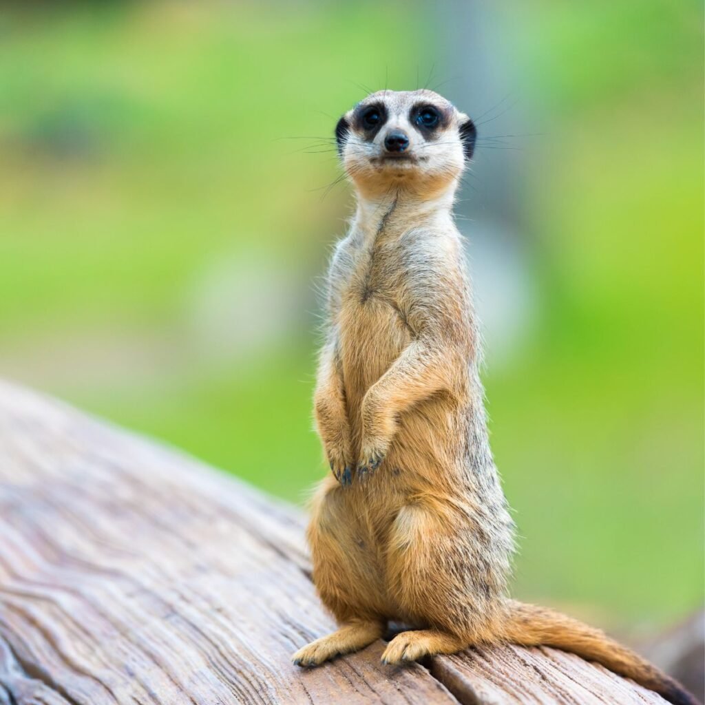 43 Animal Poems For The Lover Of All Animals - Aestheticpoems