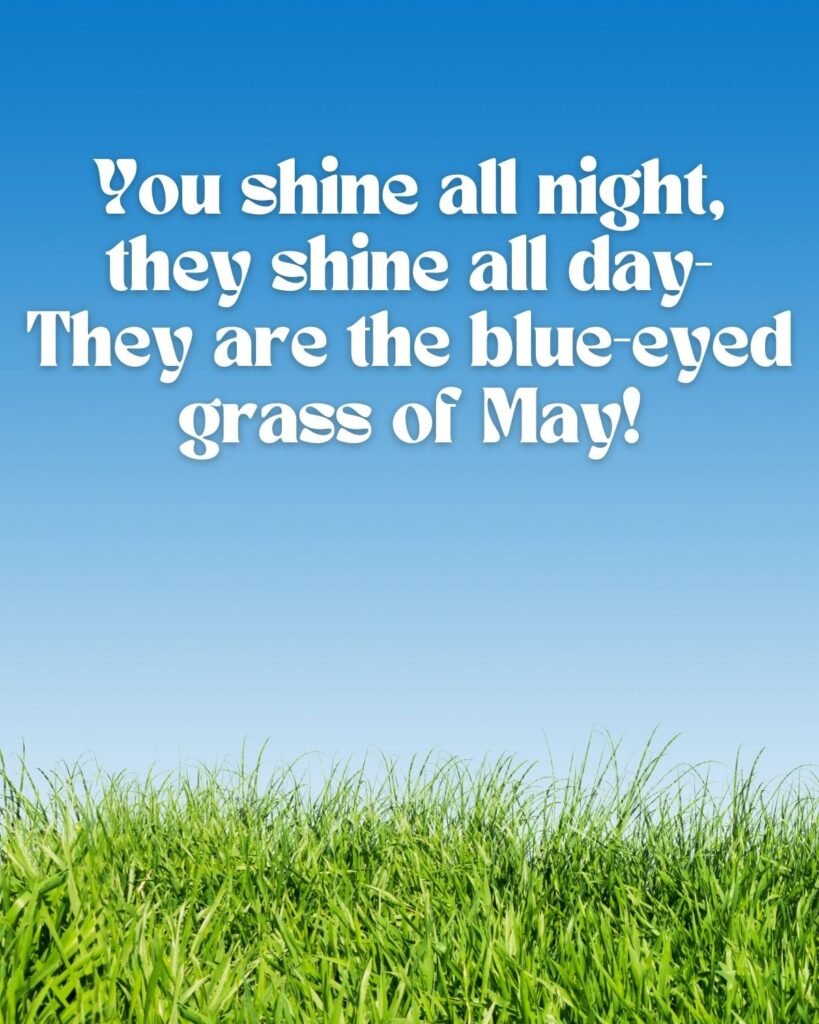 35+ Merriment May Poems - Aestheticpoems